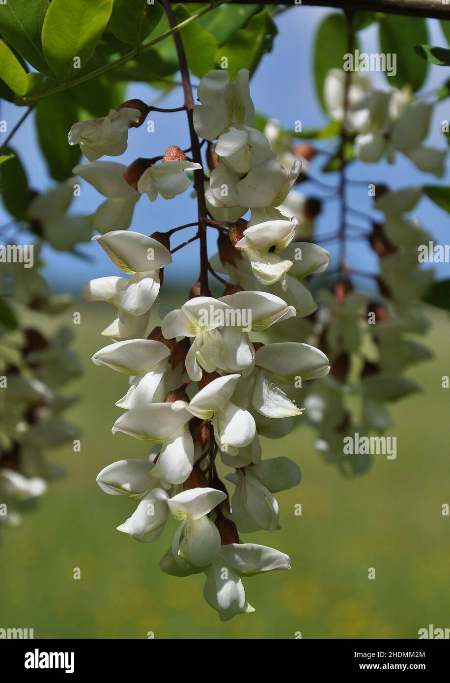 Robinia trees hi-res stock photography and images - Alamy