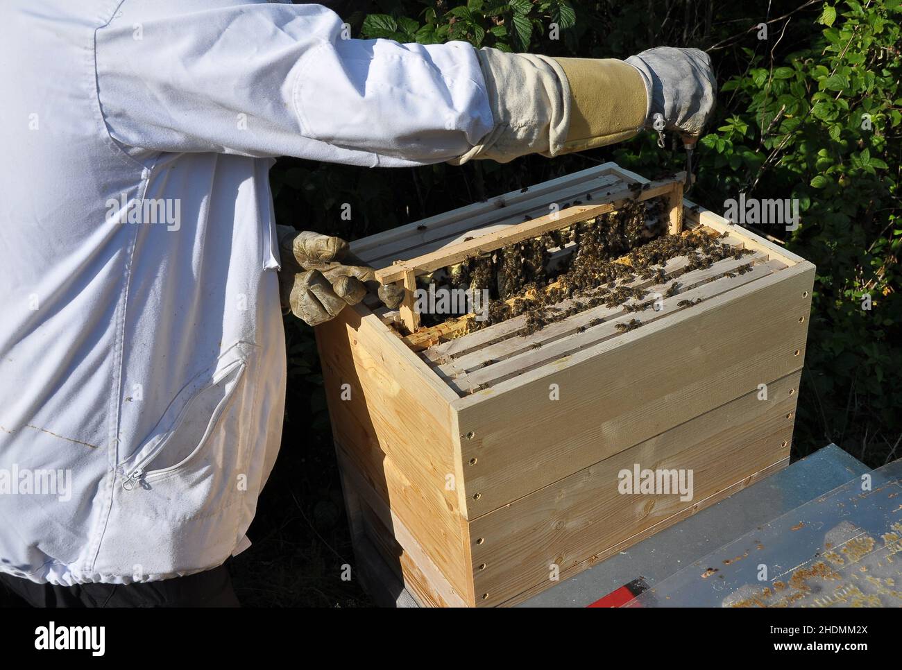 Beehive bodies hi-res stock photography and images - Alamy