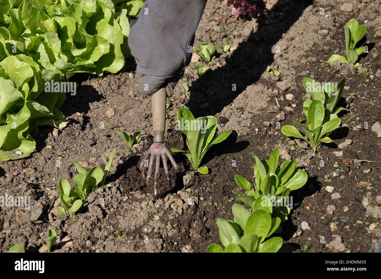 salad field, loosen, garden claw, salad fields, loosens, garden claws ...