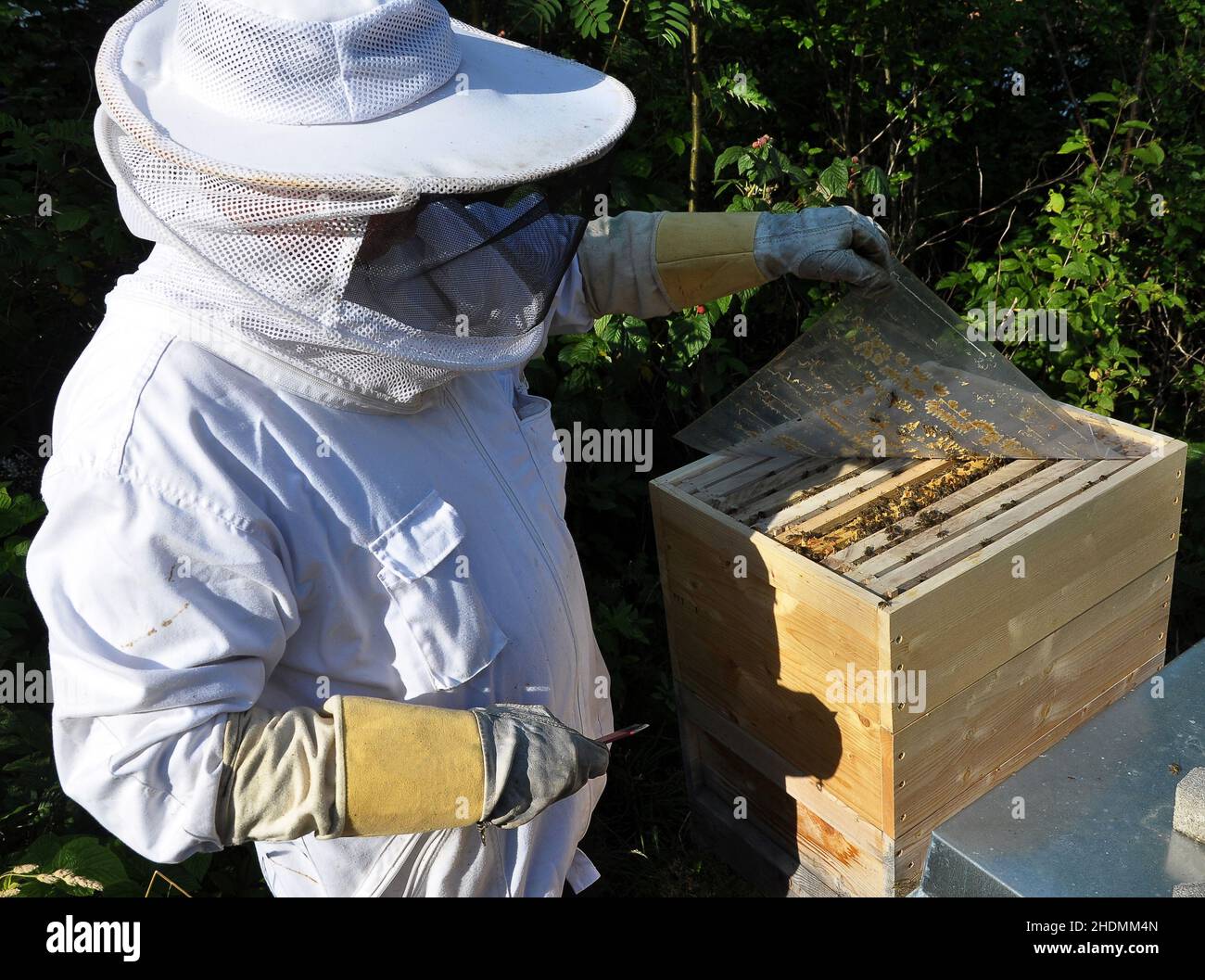 Protective clothing for beekeeping hi-res stock photography and images ...