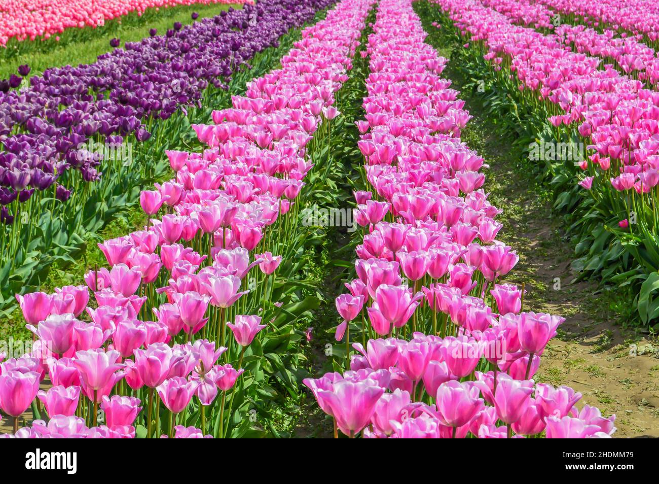 Beautiful spring flowers in farm hi-res stock photography and images ...