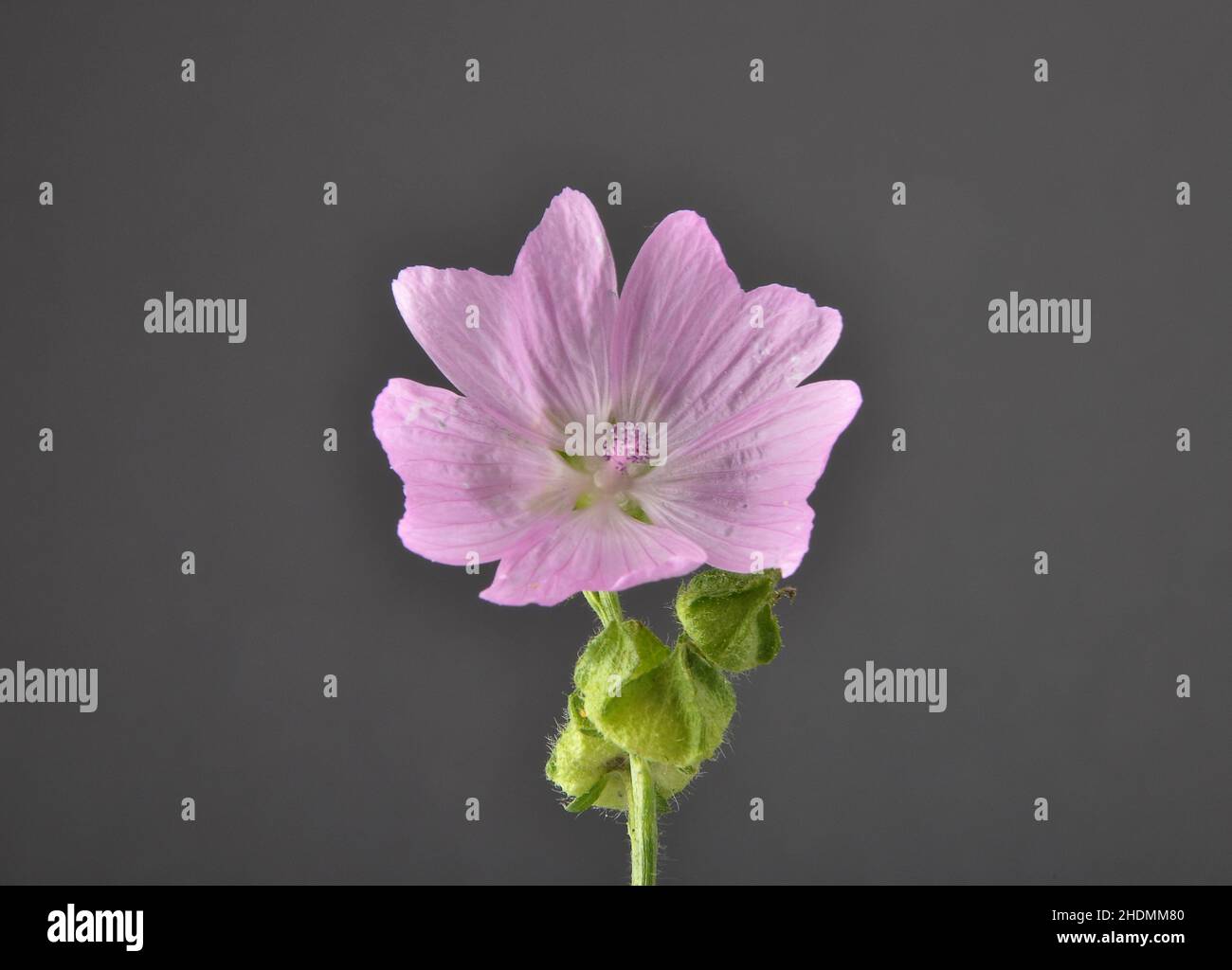 Malva moschatas hi-res stock photography and images - Alamy
