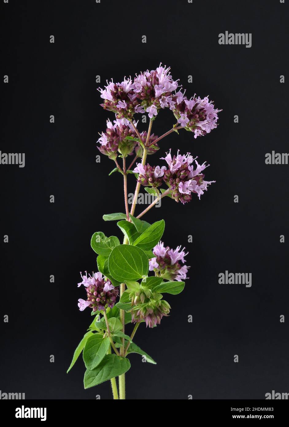 Oregano plant macro shot hi-res stock photography and images - Alamy