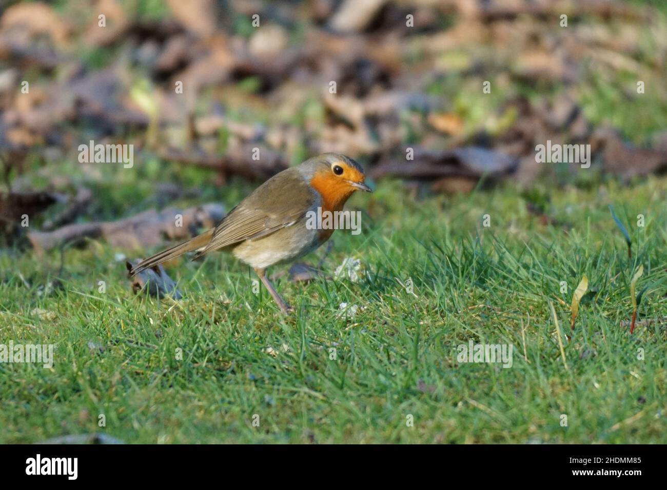 Robin hunting for worms in the grass Stock Photo - Alamy