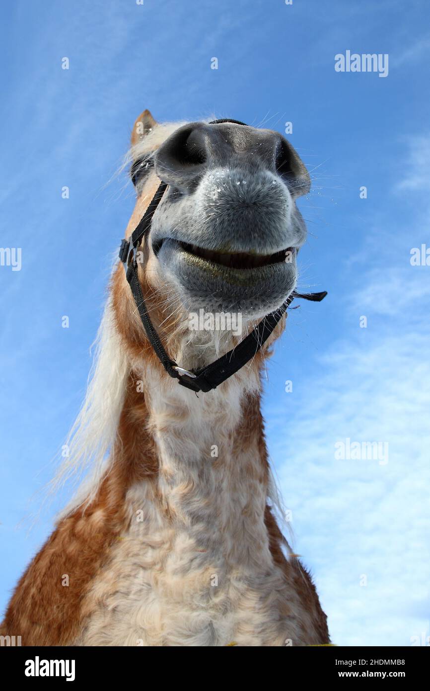 Pferd / Horse / Equus caballus Stock Photo - Alamy