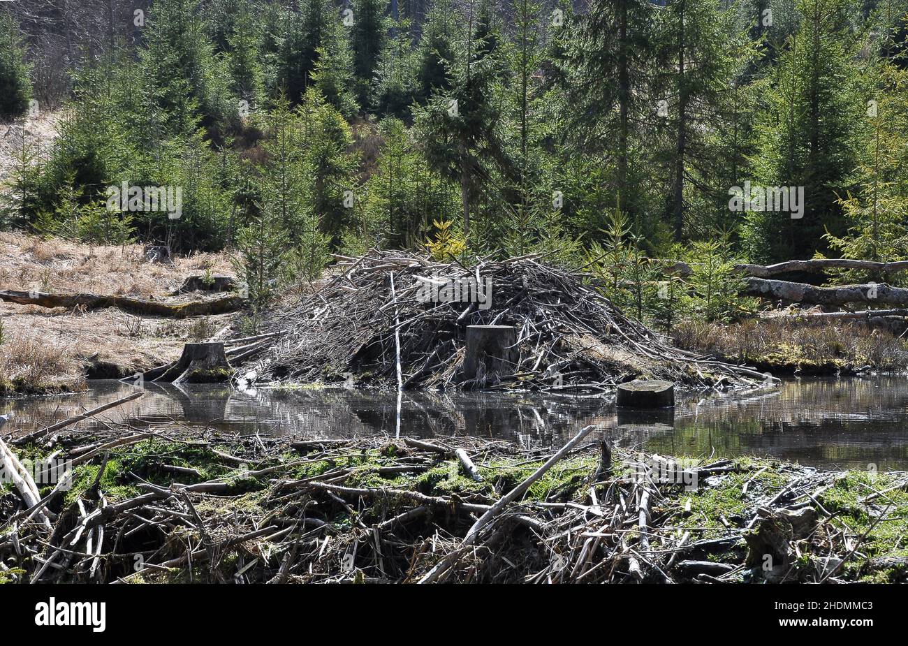 Beaver construction hi-res stock photography and images - Alamy