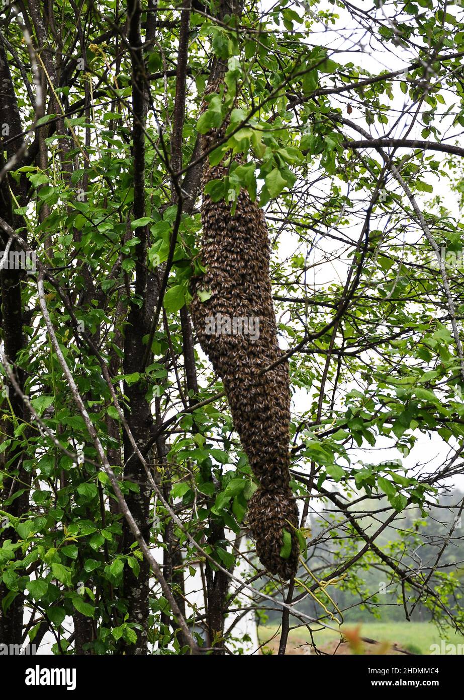 swarm, swarm of bees, swarms Stock Photo - Alamy