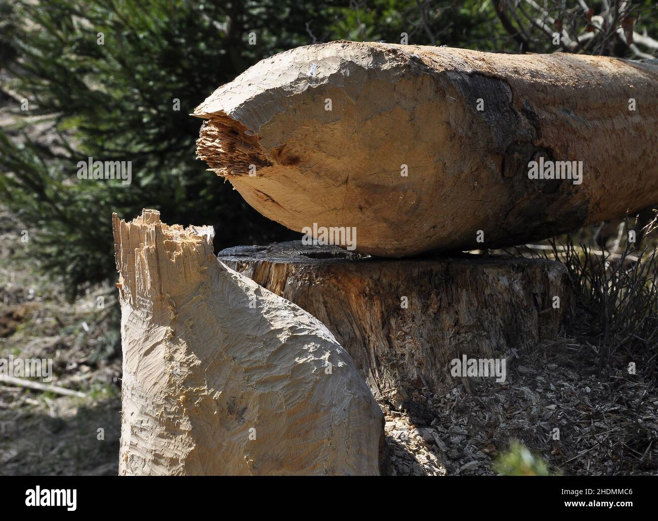 tree trunk, beaver, trunks, beavers Stock Photo - Alamy