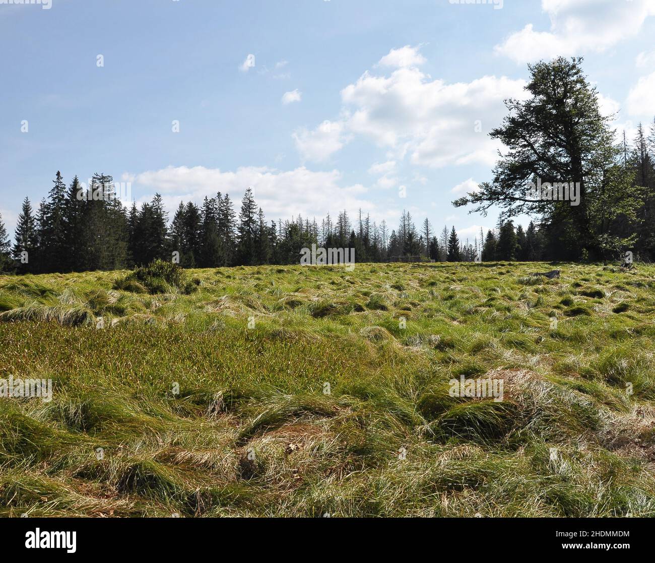 quaking sedge, poschinger-schachten, verlorener schachten Stock Photo ...