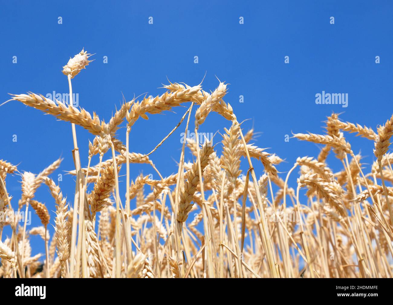 grain, wheat ears, grains, wheat ear Stock Photo - Alamy