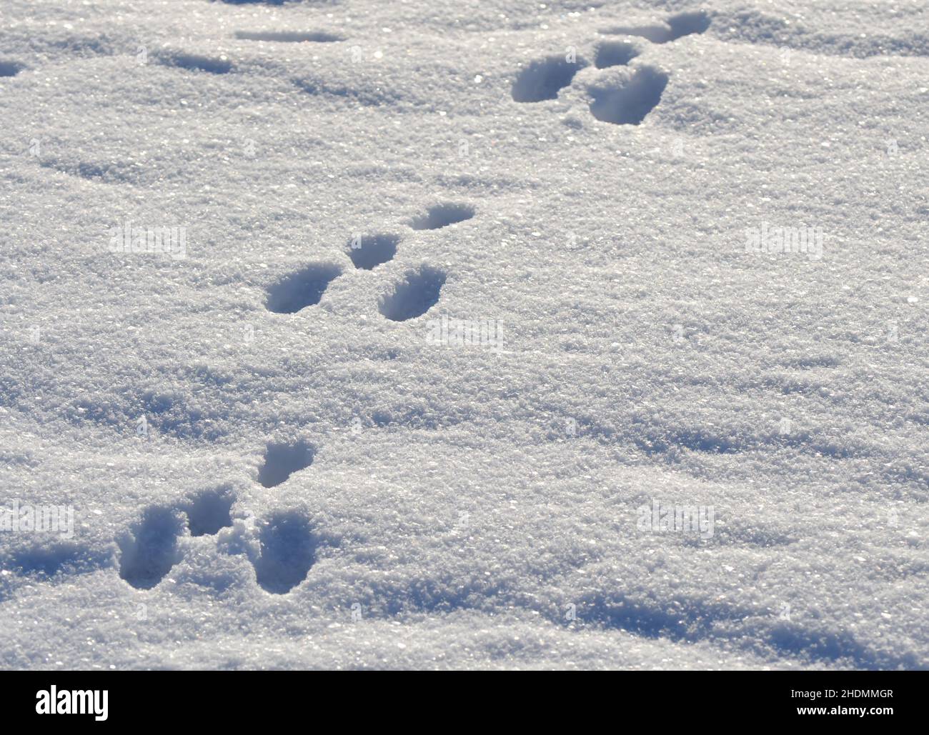 Rabbit footprint hi-res stock photography and images - Alamy