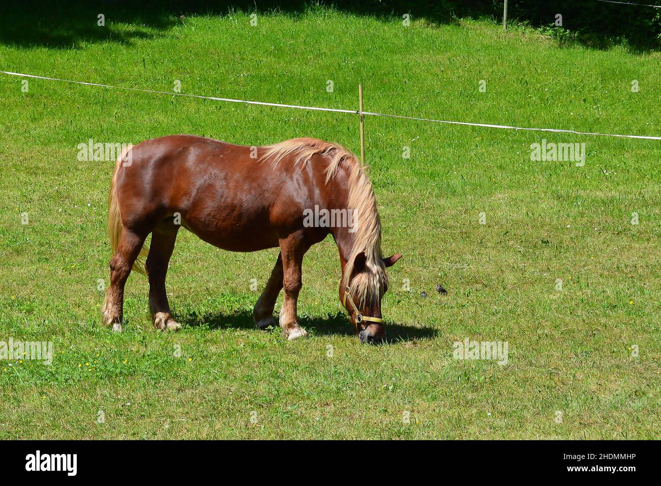 horse, grazing, horses Stock Photo - Alamy