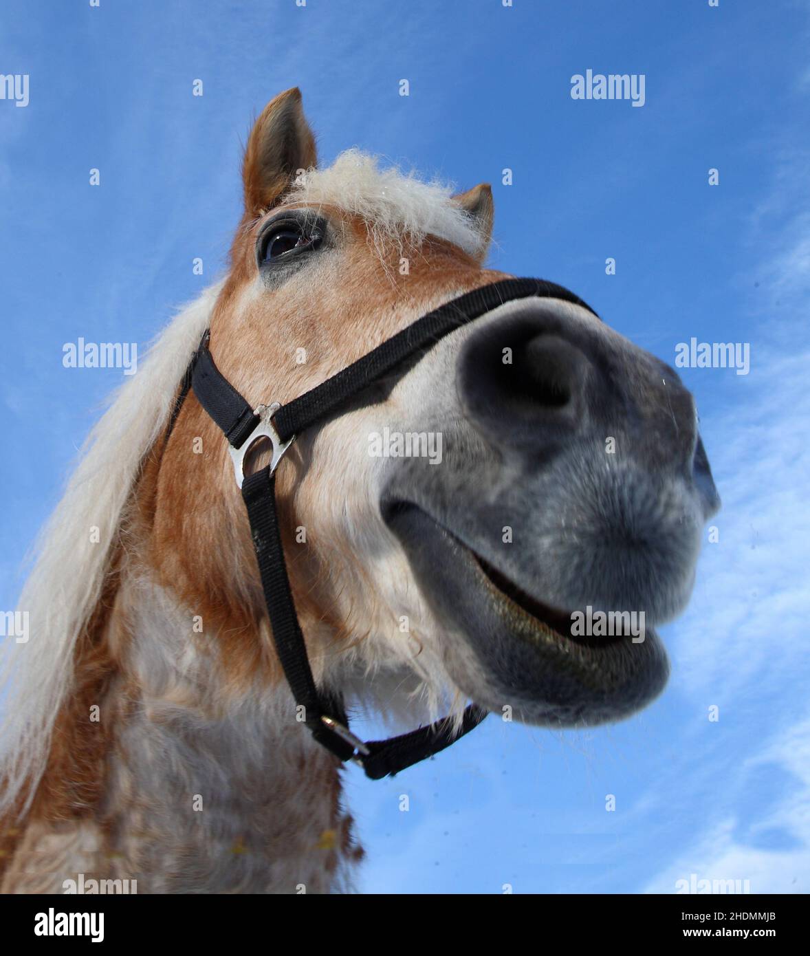 Pferd / Horse / Equus caballus Stock Photo - Alamy