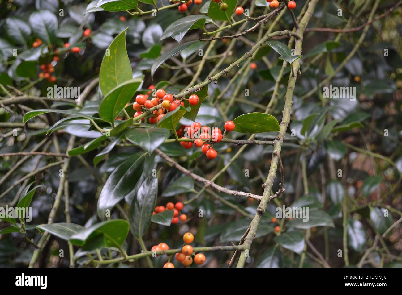 Holly reif hi-res stock photography and images - Alamy