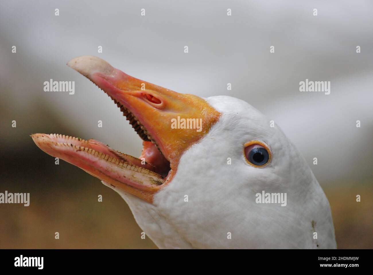 beak, goose, beaks, gooses Stock Photo - Alamy