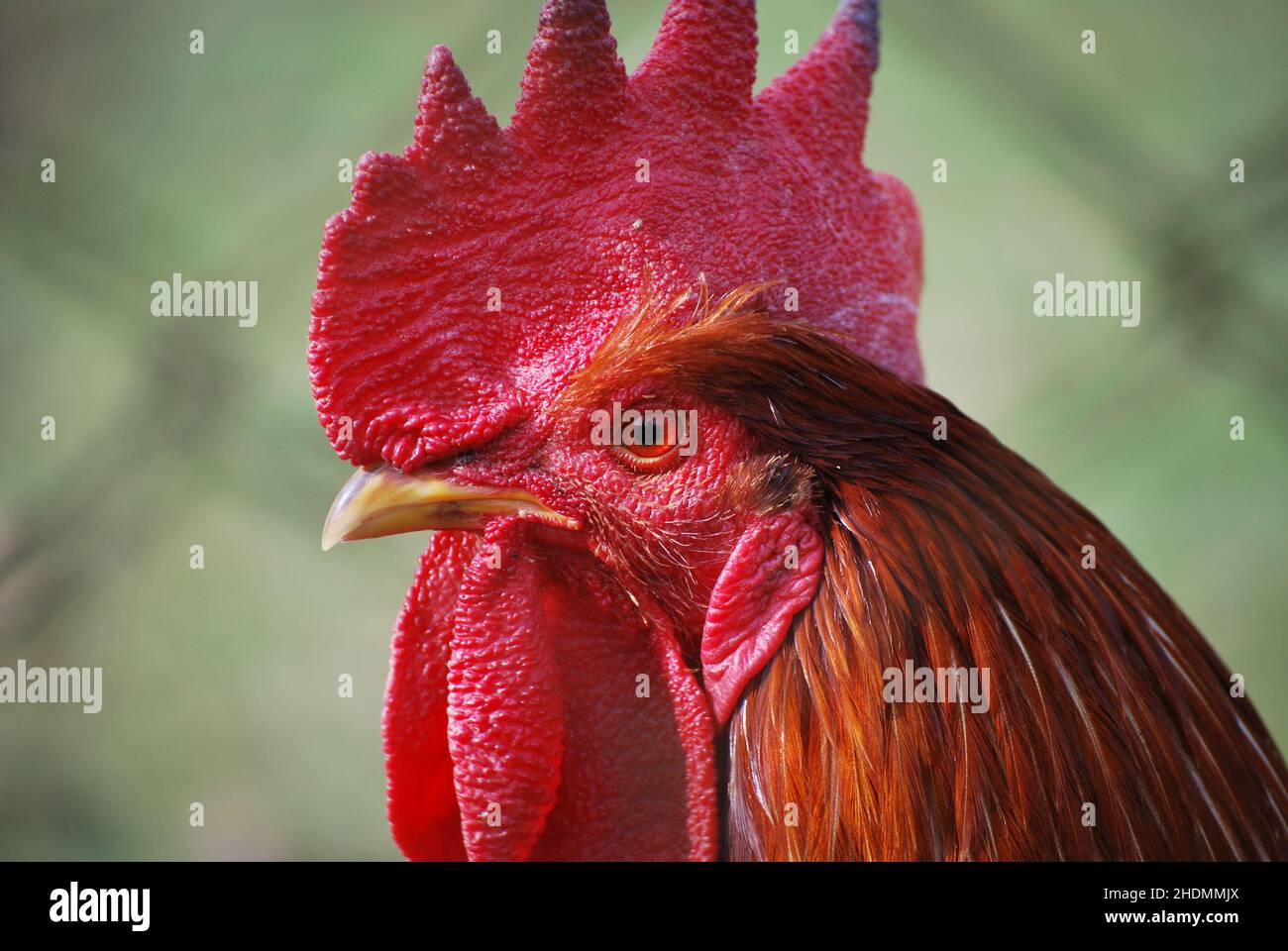 rooster, cocks comb, roosters, cockscombs Stock Photo - Alamy