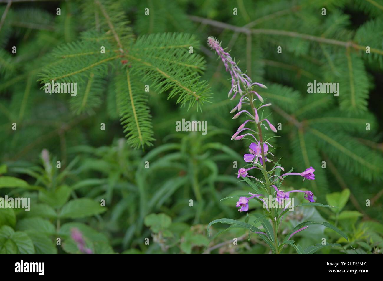 Fireweeds hi-res stock photography and images - Alamy