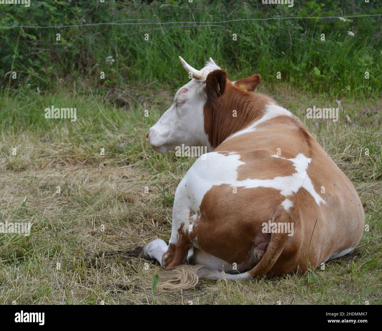 Resting cow hi-res stock photography and images - Alamy