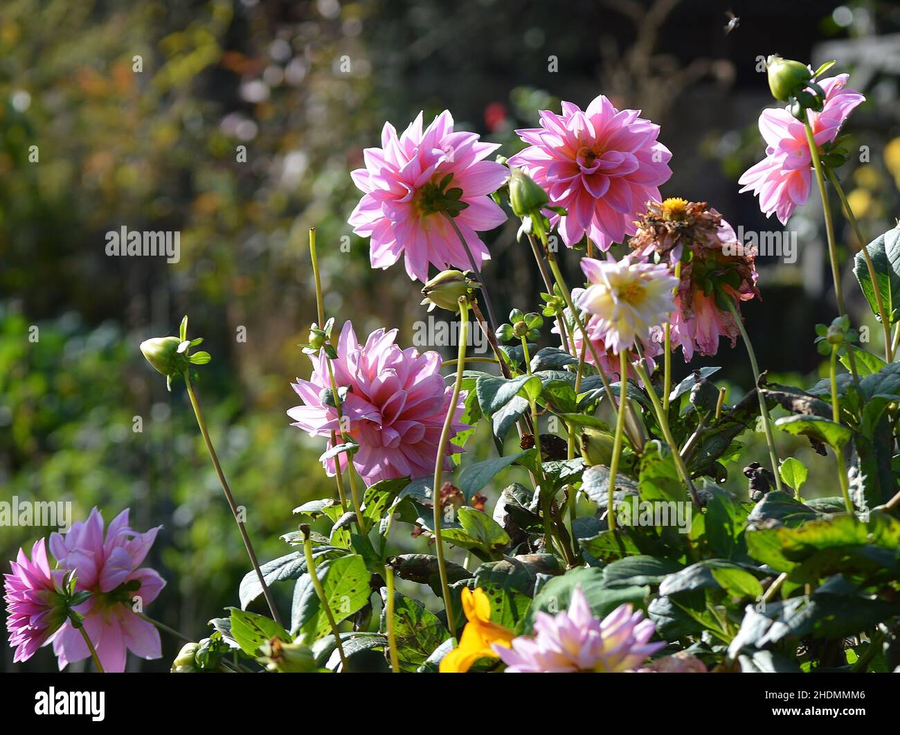 dahlia, georginen, dahlias Stock Photo - Alamy