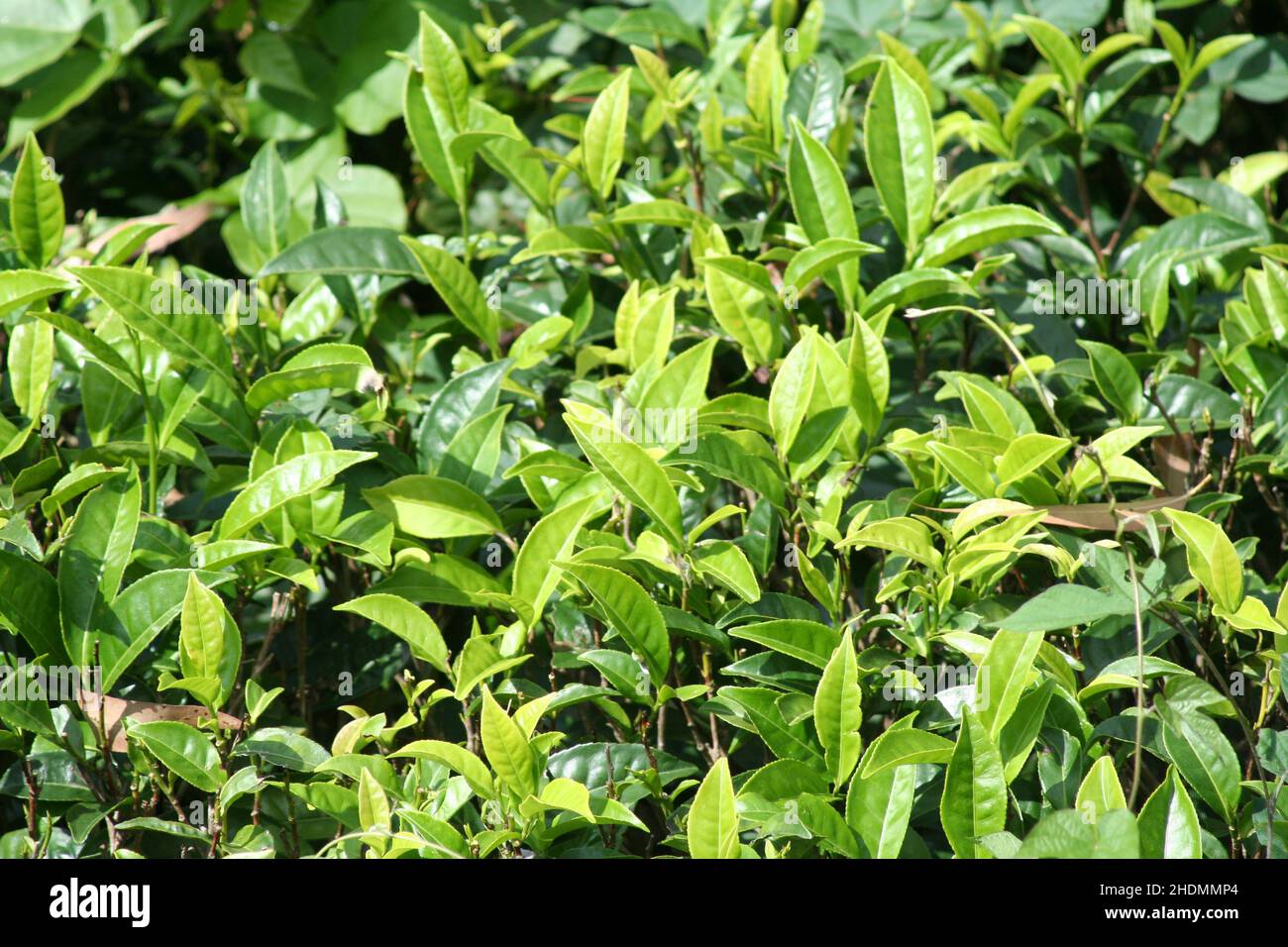 Sri lankas tea plantations hi-res stock photography and images - Alamy