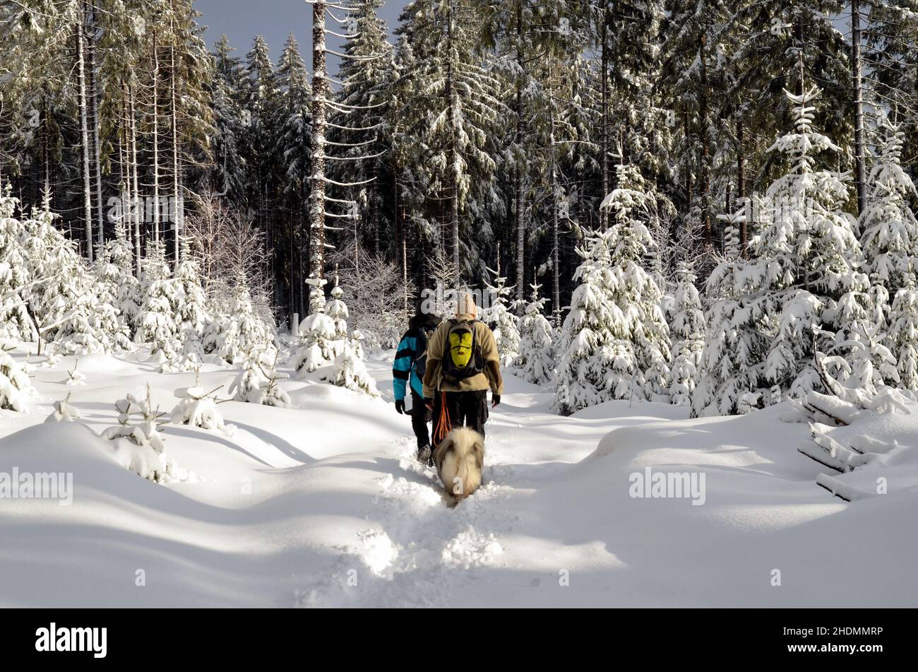 winter sport, snowshoeing, winter sports, snowshoe walking Stock Photo ...