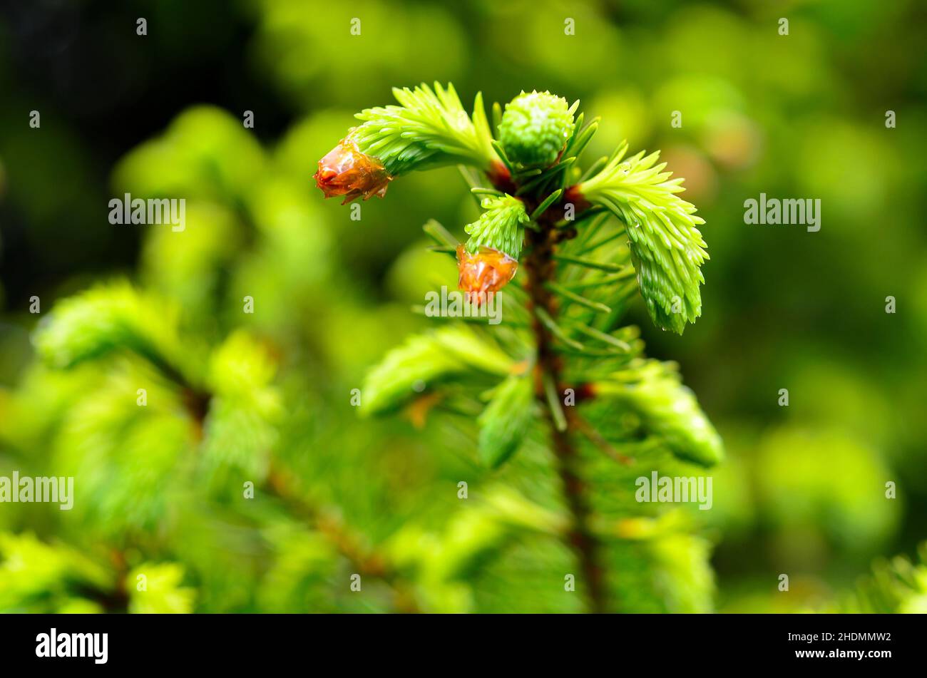 Coniferous branchs hi-res stock photography and images - Alamy
