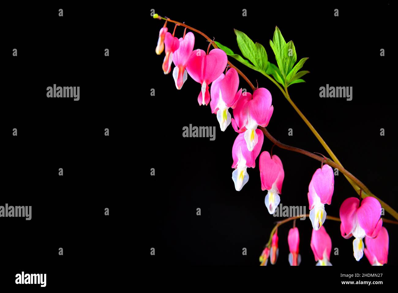 Filigrees High Resolution Stock Photography and Images - Alamy