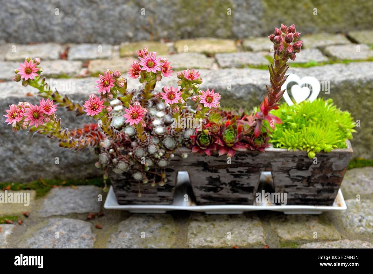 houseleek, sempervivum, houseleeks, sempervivums Stock Photo - Alamy