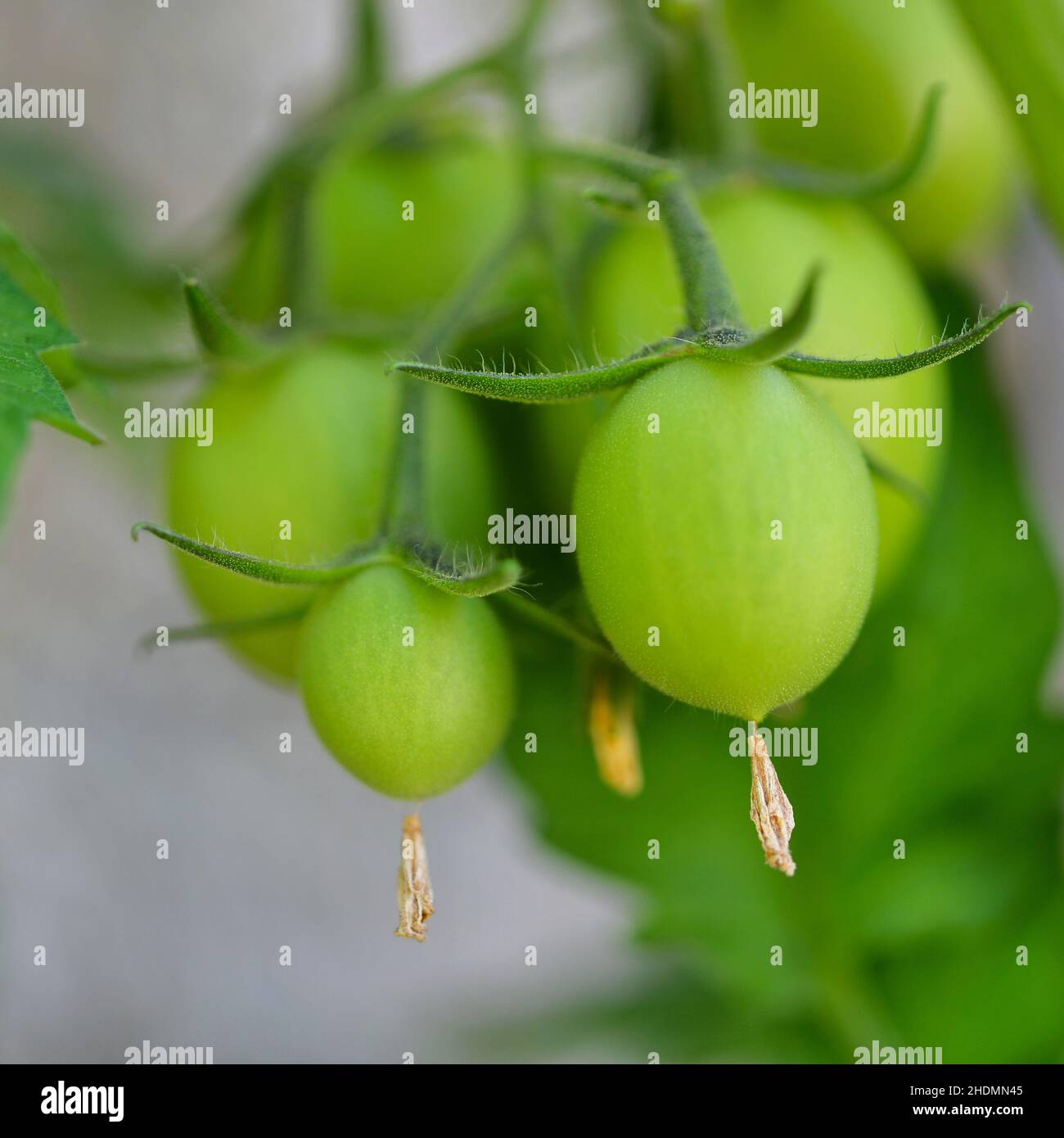 tomato bush, tomato bushs Stock Photo - Alamy
