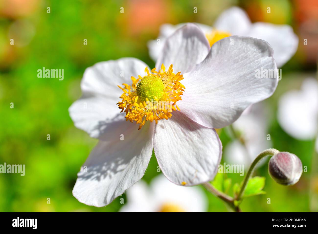 wind rose, wind roses Stock Photo - Alamy