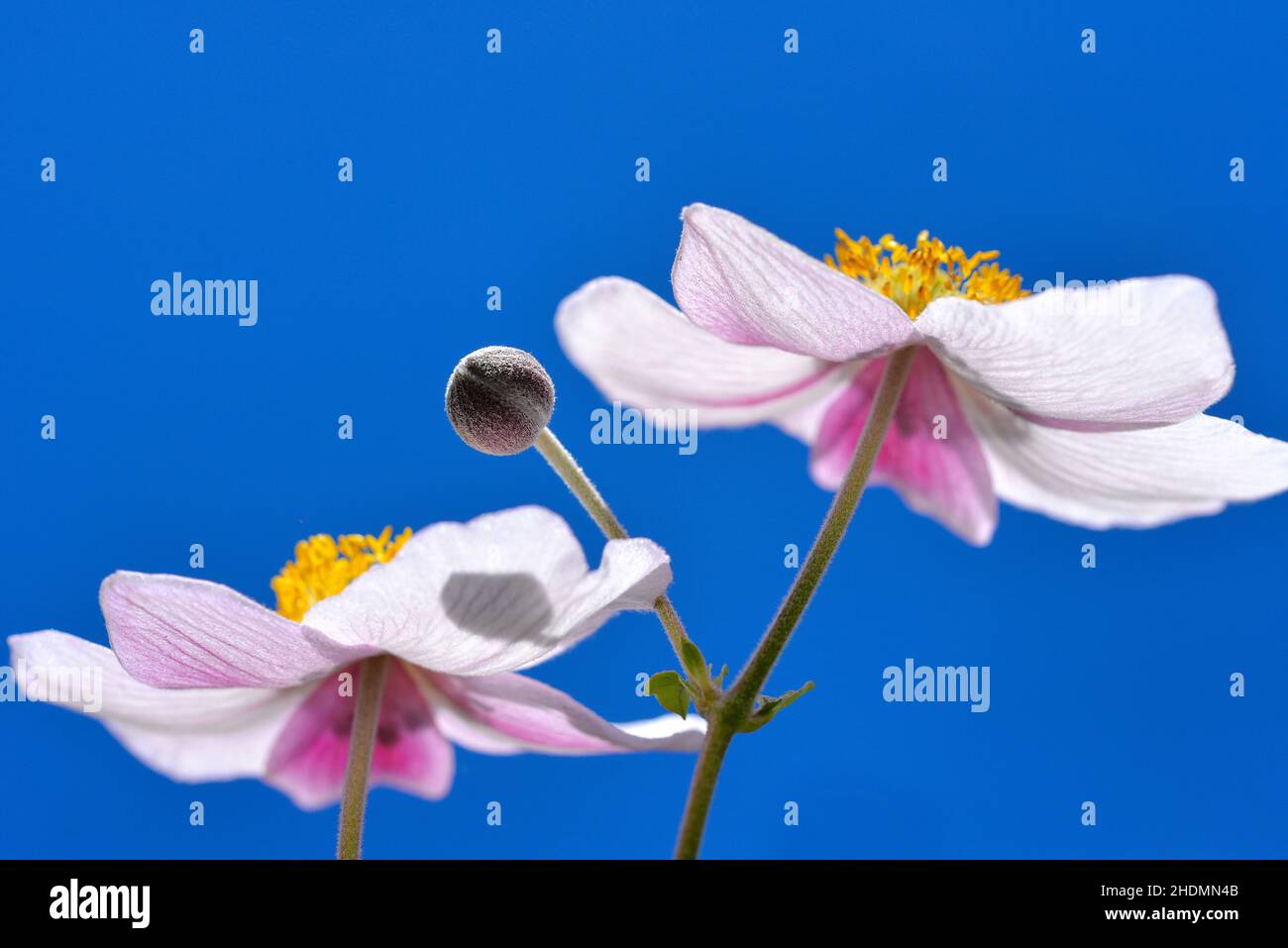flower, wind rose, flowers, wind roses Stock Photo - Alamy