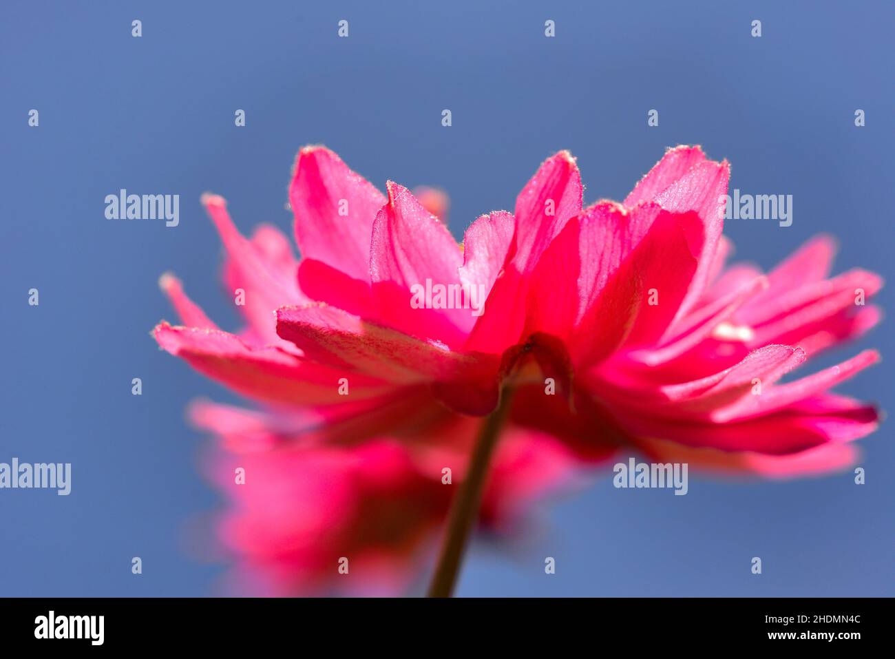 Wind roses hi-res stock photography and images - Alamy