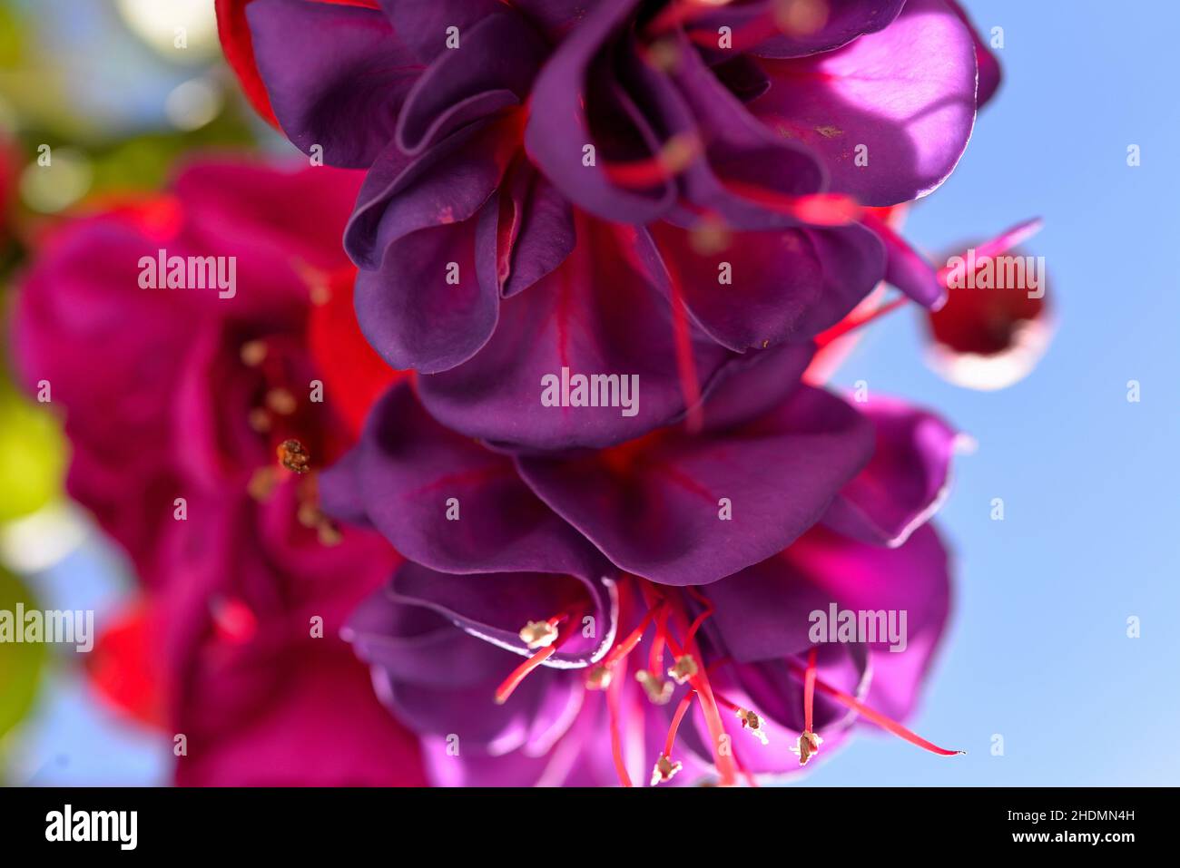 Fuschias hi-res stock photography and images - Alamy