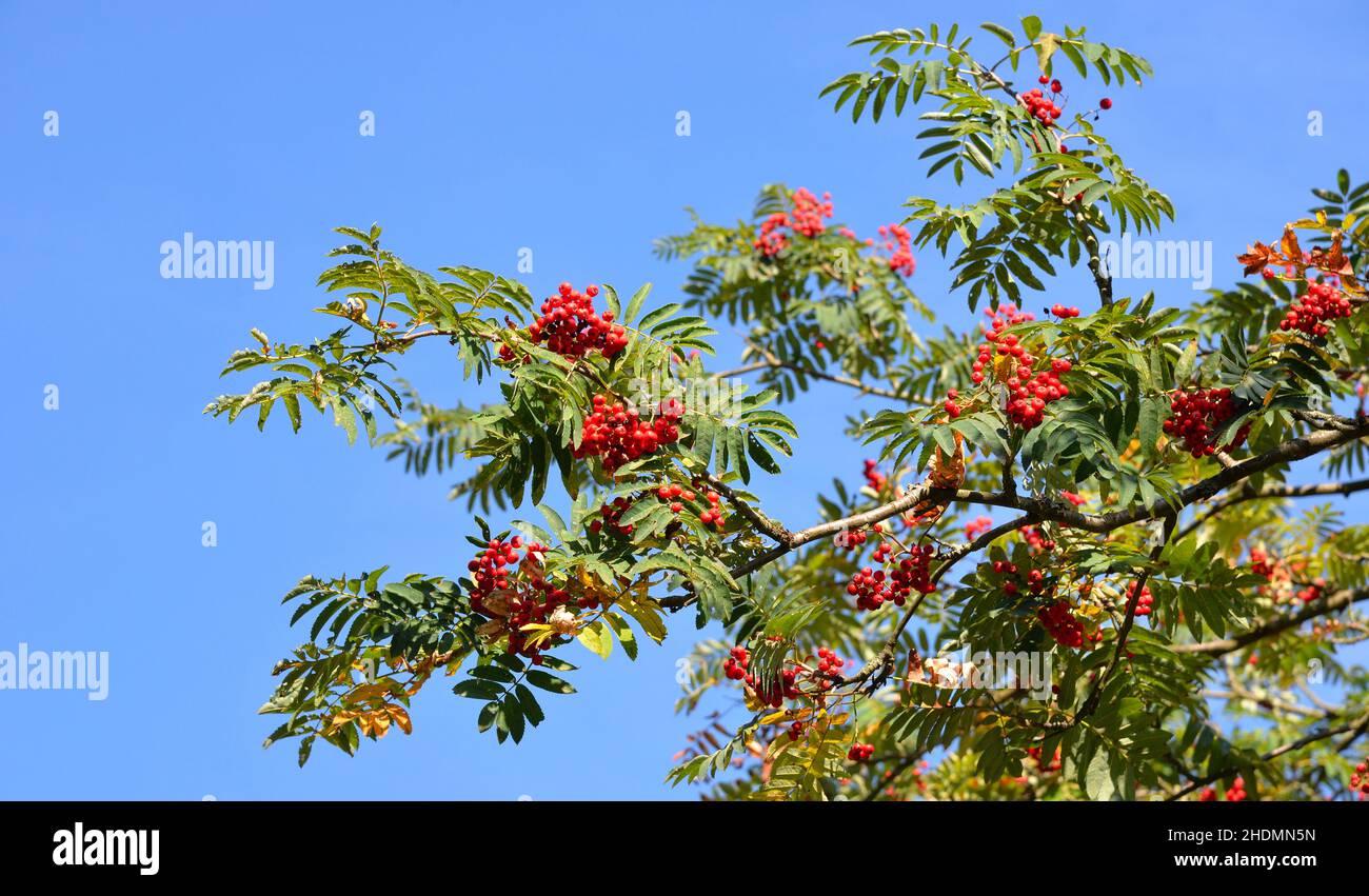 Rowan plant hi-res stock photography and images - Alamy