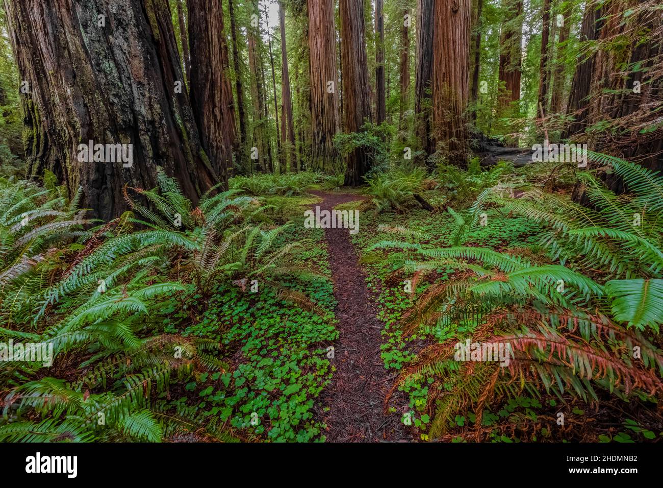 Trail through Stout Memorial Grove in Jedediah Smith Redwoods State ...