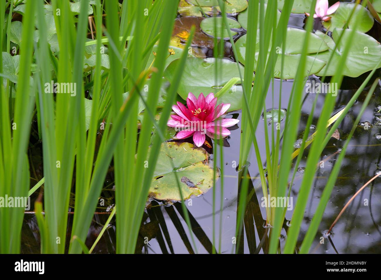 Nymphaea nymphaeas hi-res stock photography and images - Alamy