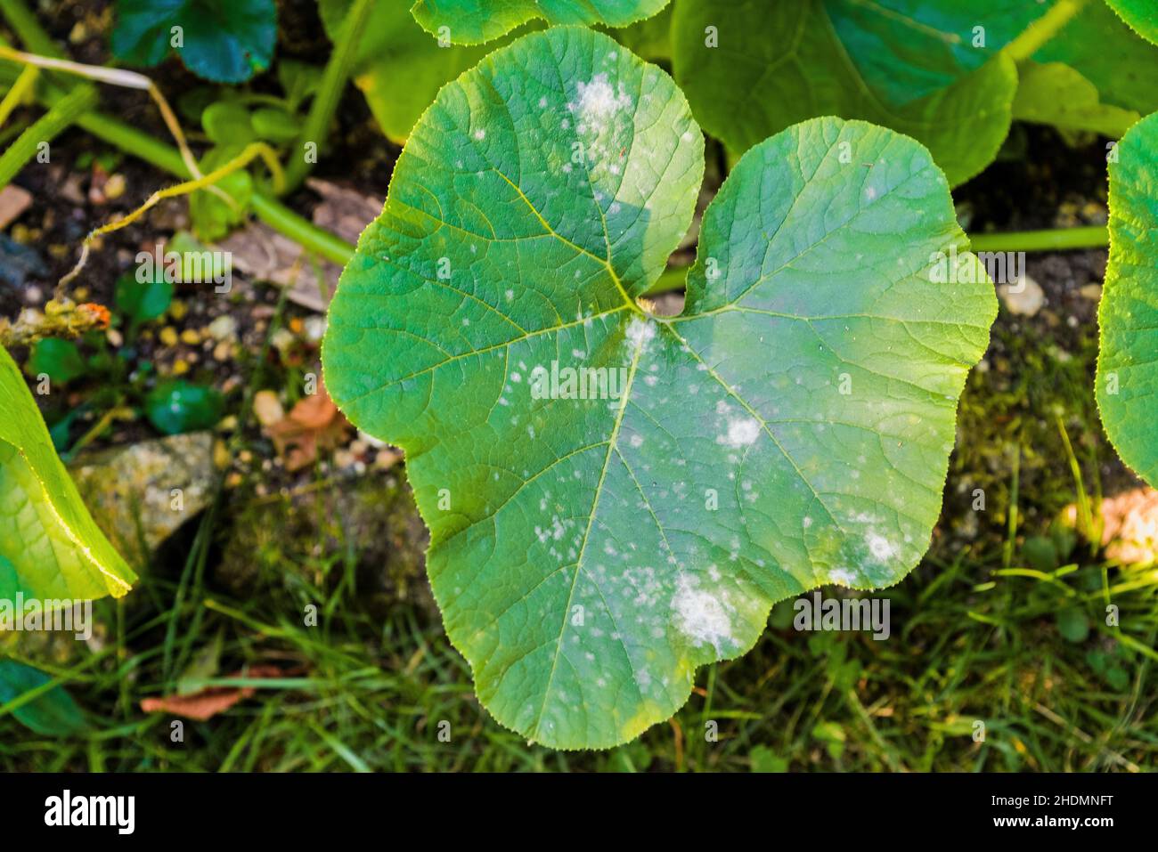 Mildews hi-res stock photography and images - Alamy