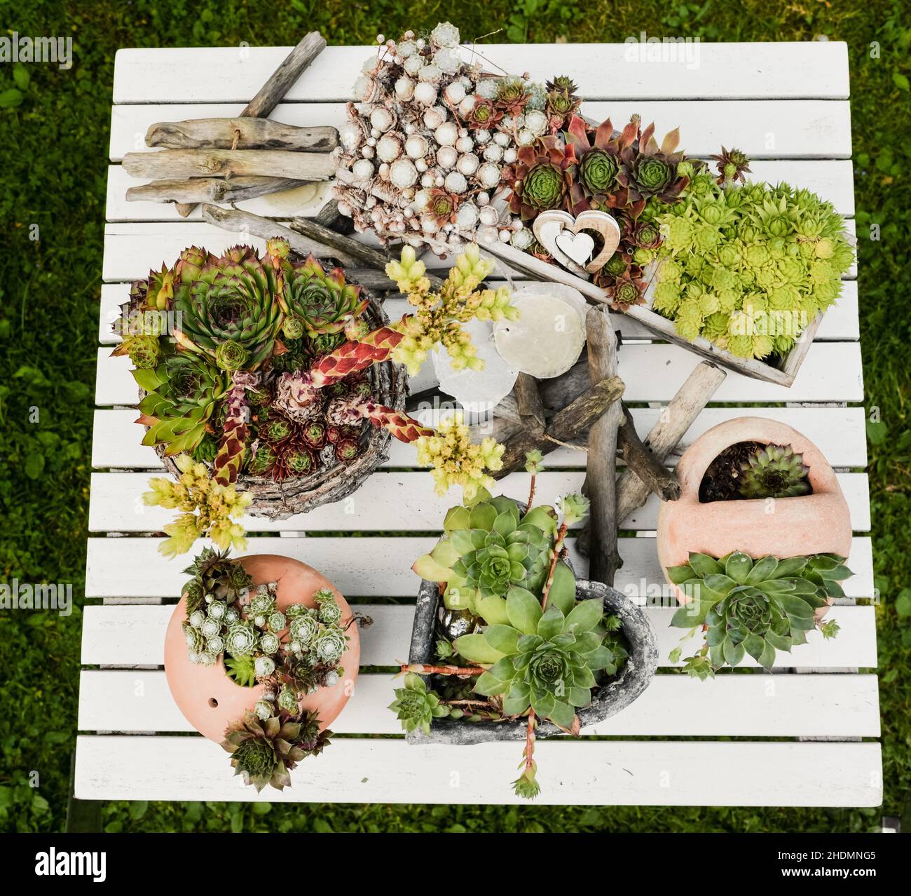collection, houseleek, collections, houseleeks Stock Photo - Alamy
