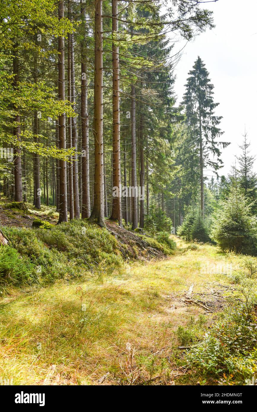 forest, trees, forestry, forests, wood, woodland, woods, tree ...