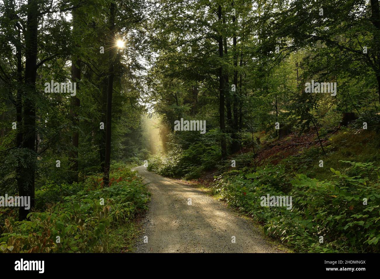 Sunshine on a forest path hi-res stock photography and images - Alamy