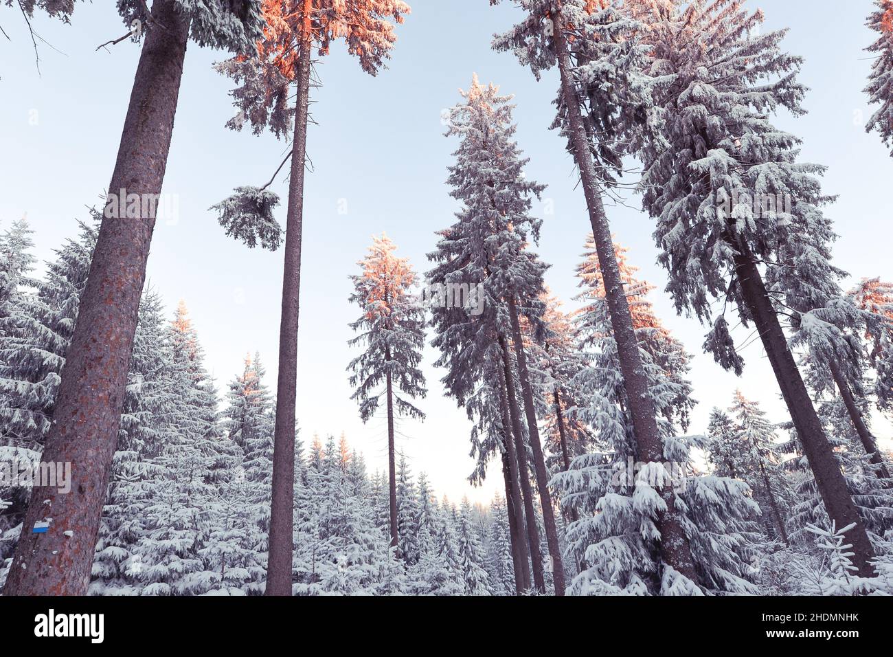 winter, conifers, snowy, winters, conifer, snowies Stock Photo - Alamy