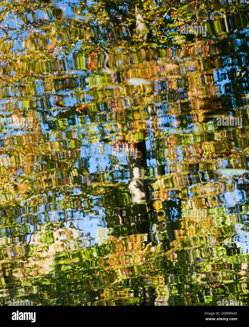 tree, water, reflection, trees, reflections Stock Photo - Alamy