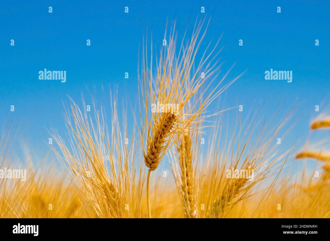 barley, corn field, barleys, corn fields Stock Photo - Alamy