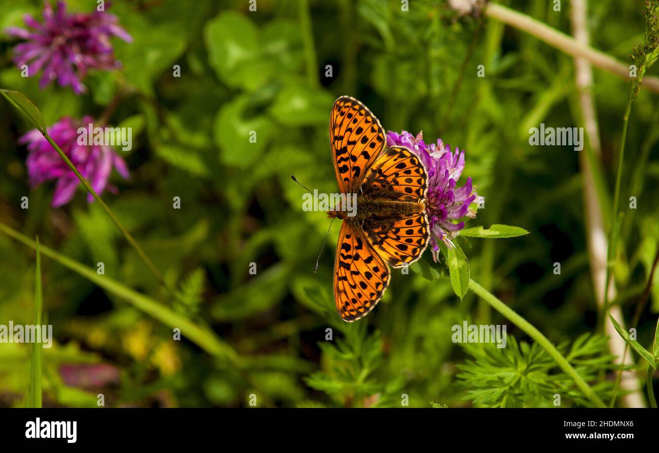 Butterfly above hi-res stock photography and images - Alamy