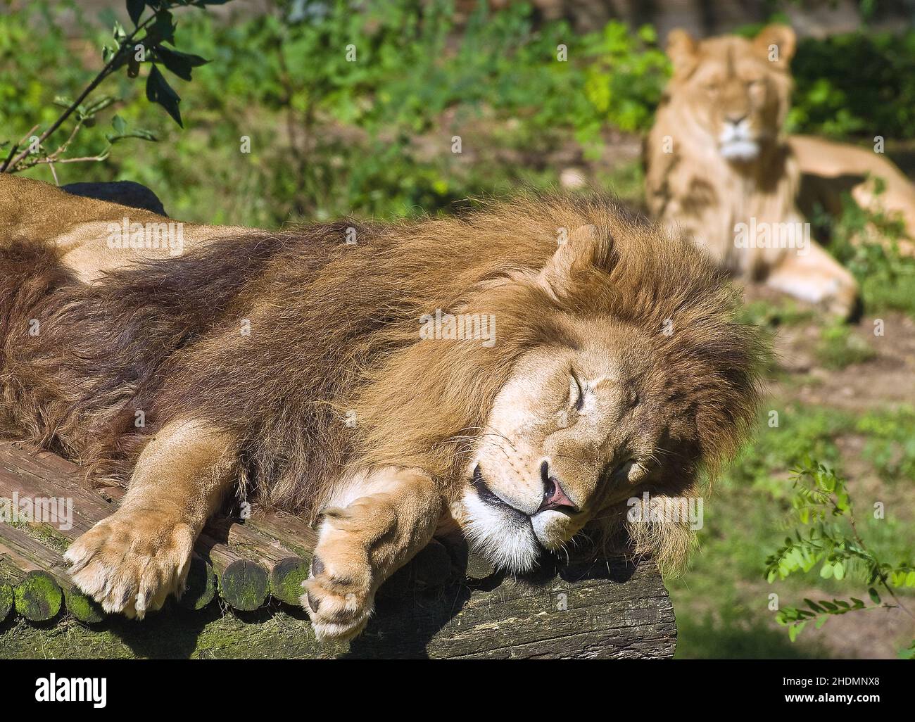 Lion lions mane hi-res stock photography and images - Alamy