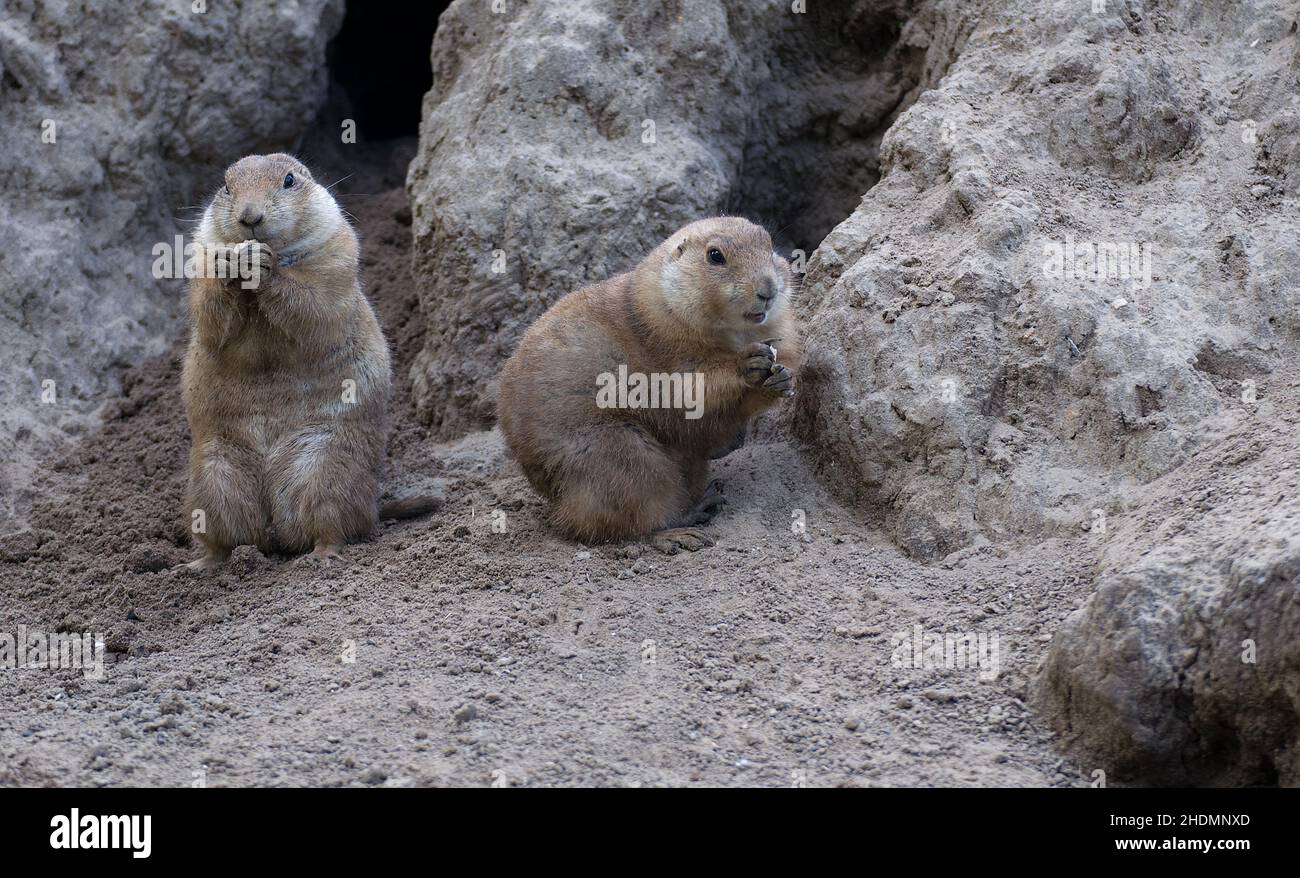 prairie dog, prairie dogs Stock Photo - Alamy