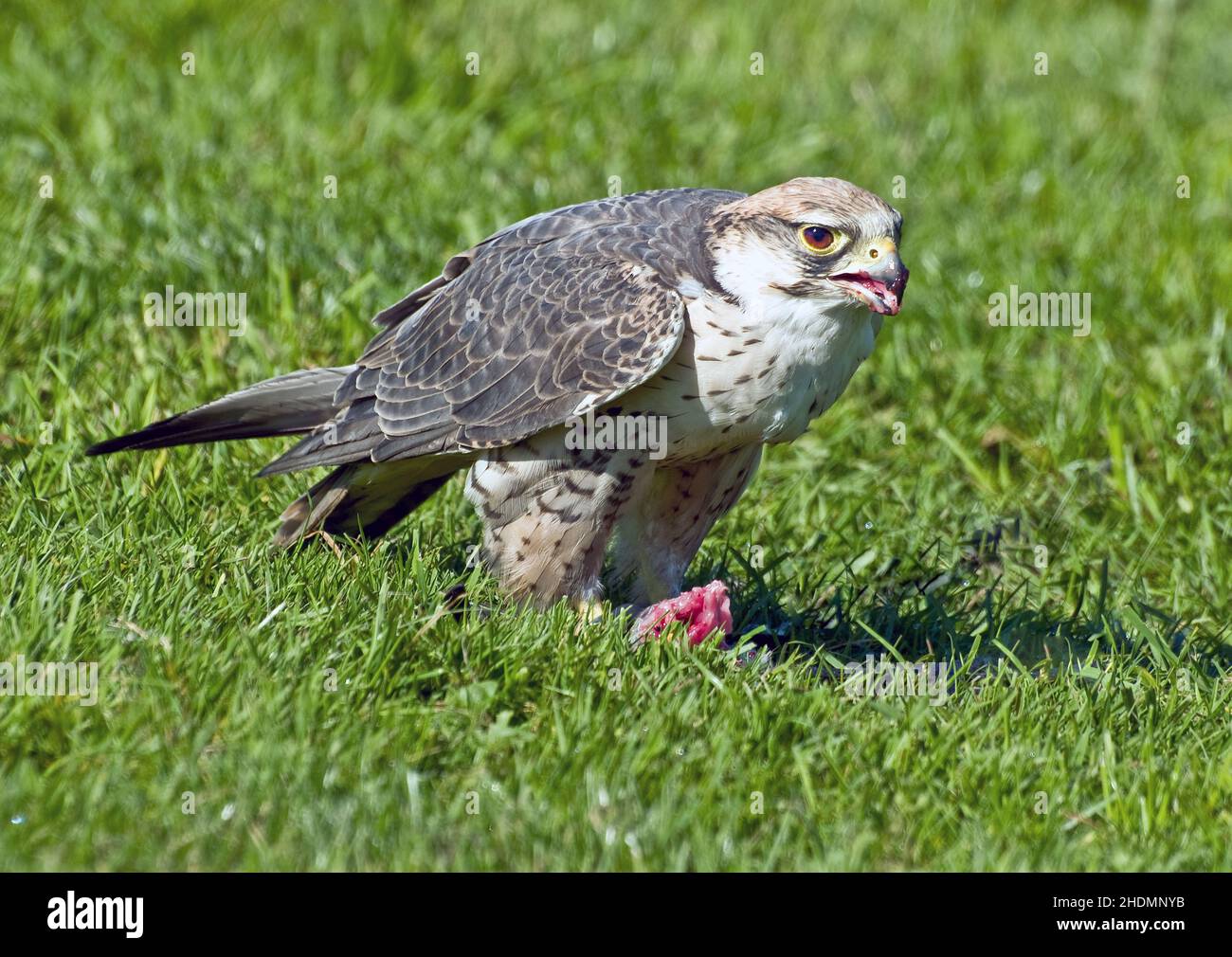 falcon, Lagger Falcon, falcons Stock Photo - Alamy