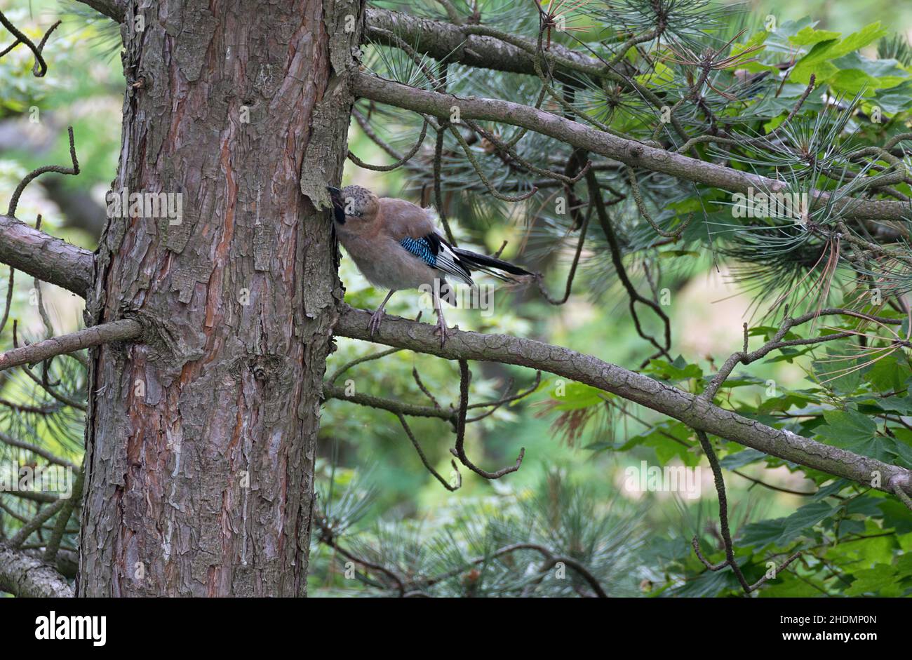 Blue jay bird sitting in hi-res stock photography and images - Alamy