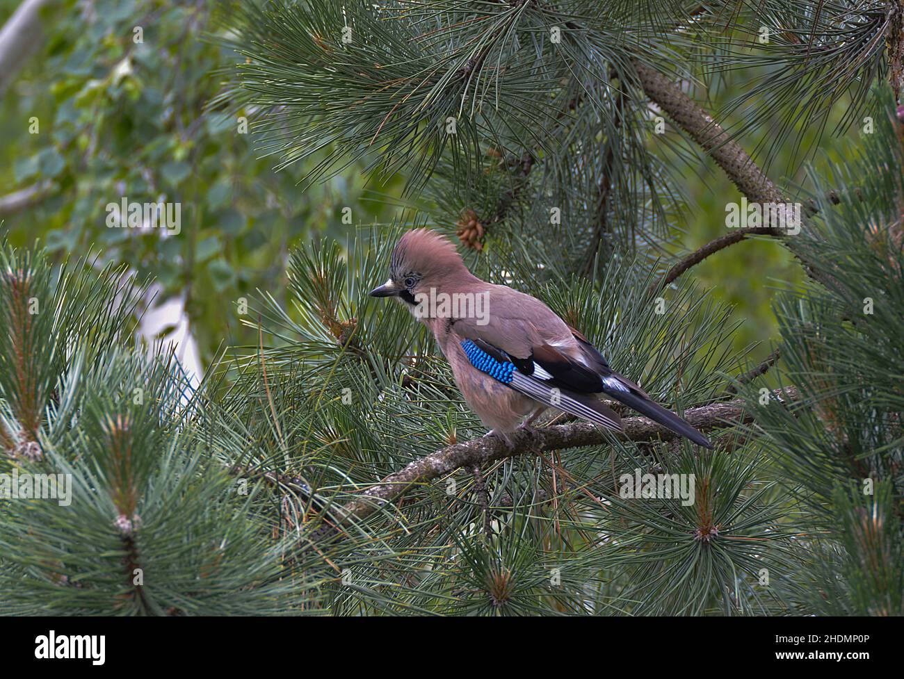 blue jay, blue jays Stock Photo - Alamy