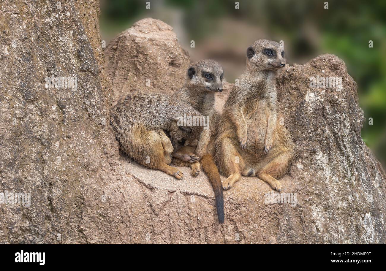 Meerkat friends hi-res stock photography and images - Alamy
